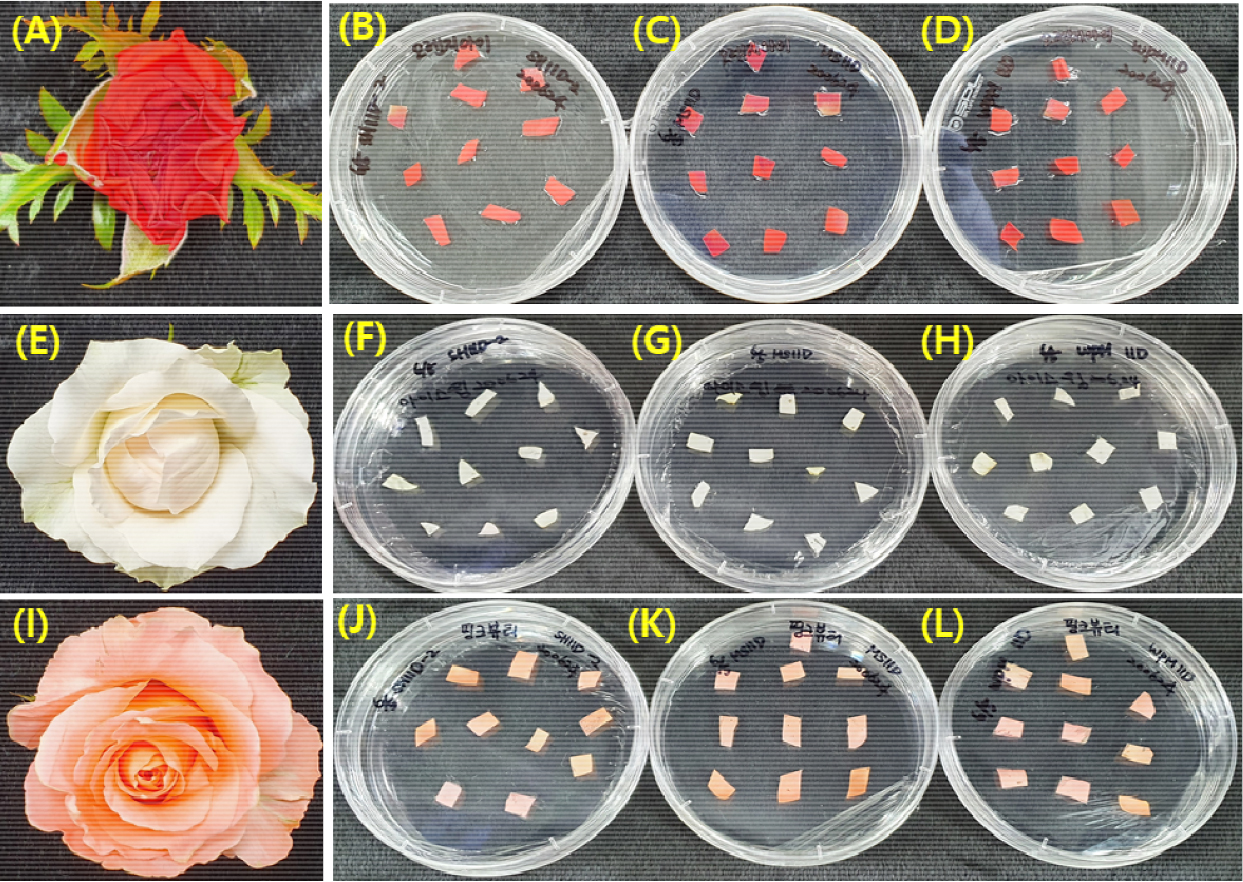 The Induction of Somatic Embryogenic Callus from Petals-Derived Callus ...